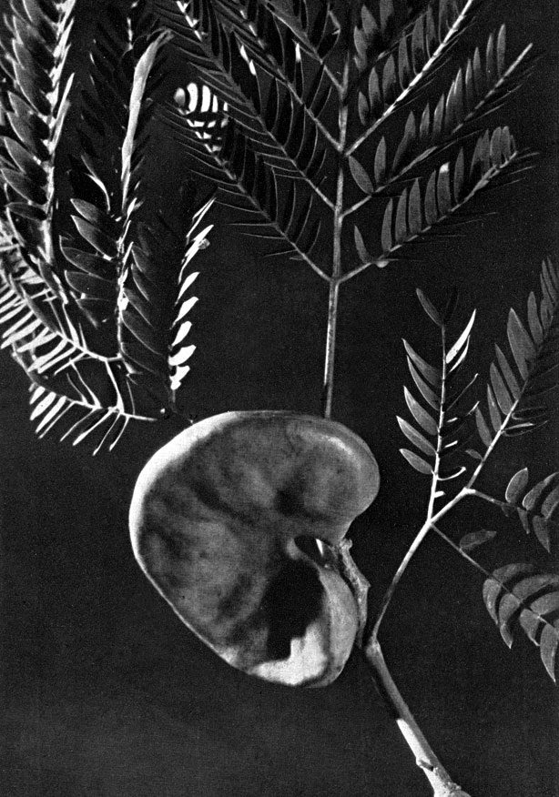 Cultura de Montaña - Cultura de Montaña