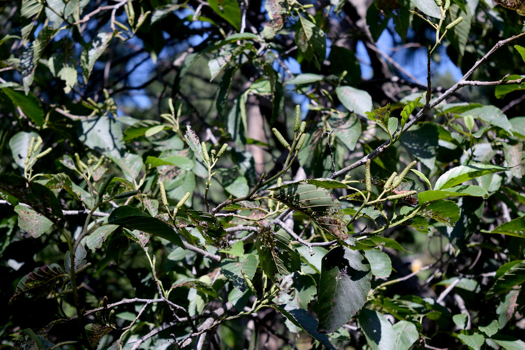 Noticias de Montaña