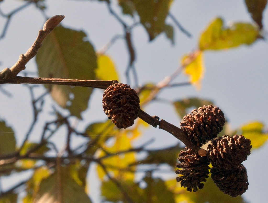 Noticias de Montaña
