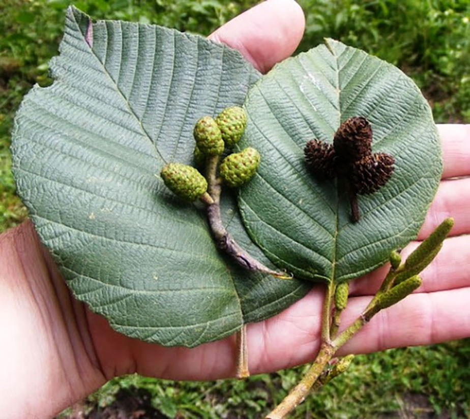 Noticias de Montaña