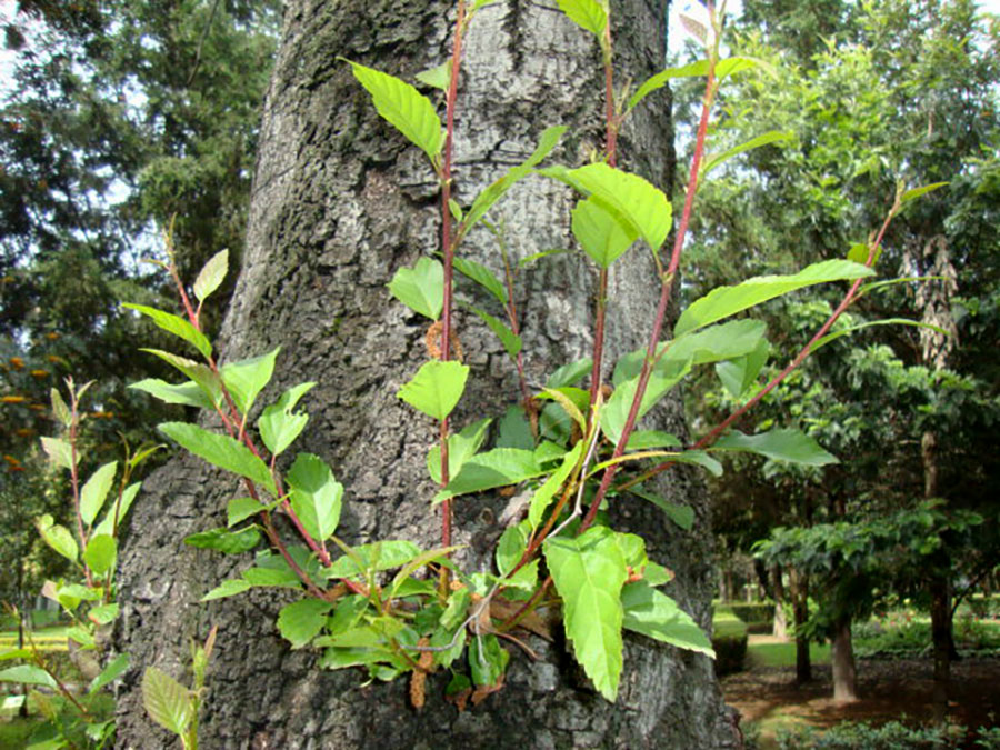 Noticias de Montaña