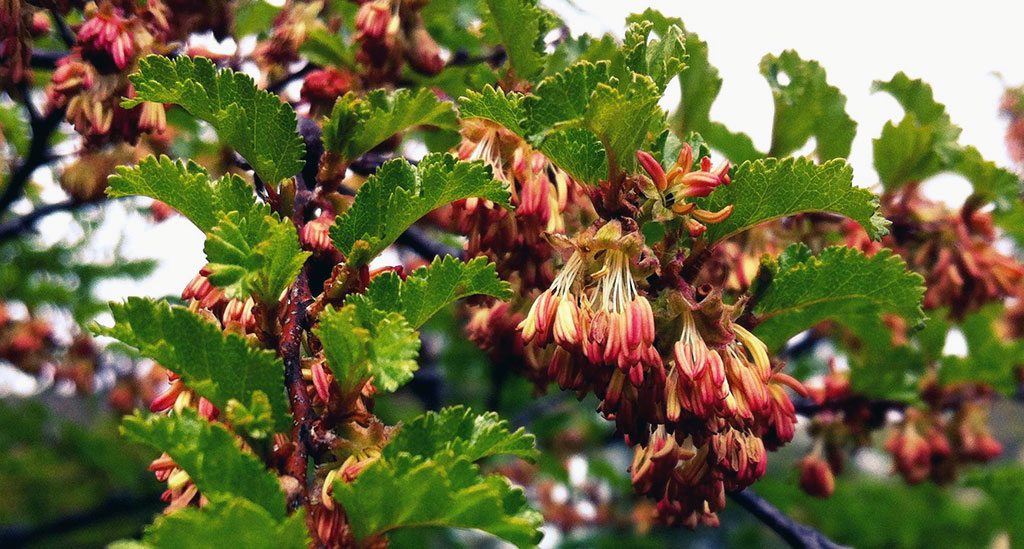 NOTA - La Araucaria y la Lenga, dos plantas medicinales del sur austral