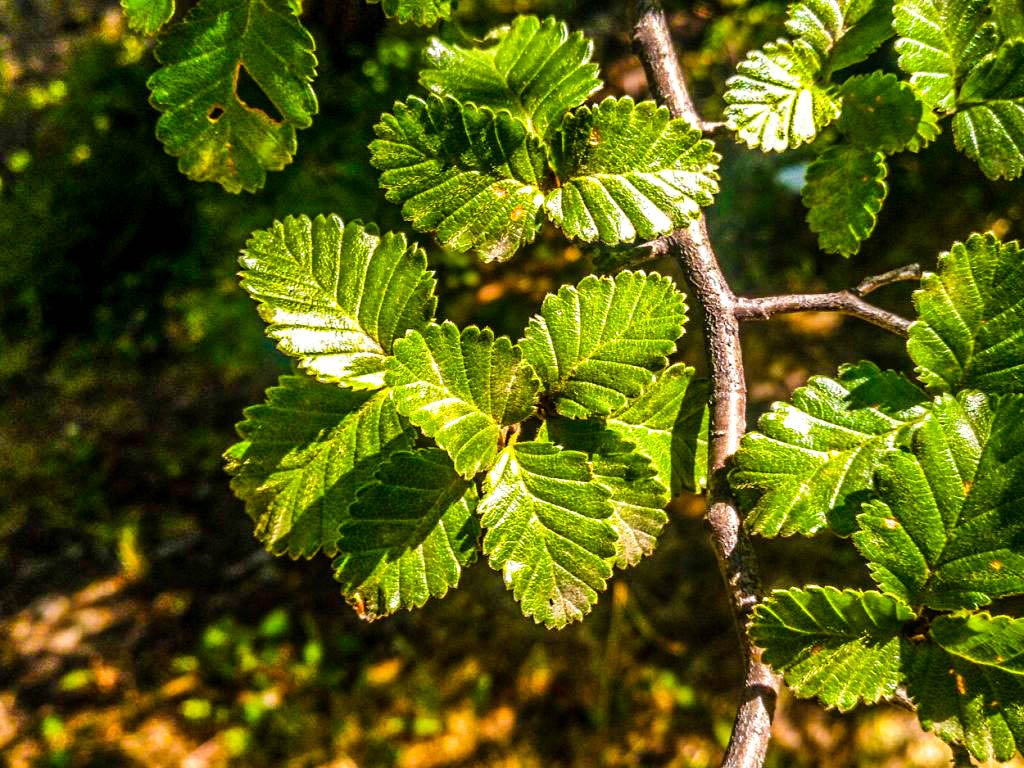 Noticias de Montaña