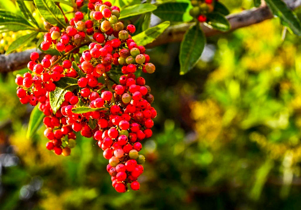 Noticias de Montaña