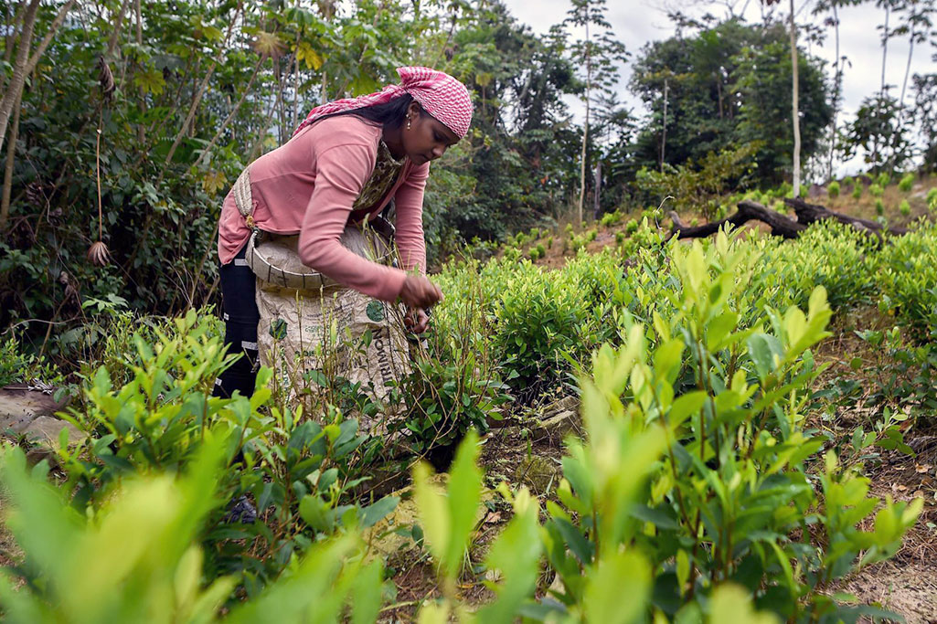 NOTA - Los invitamos a conocer las propiedades curativas de la planta ...