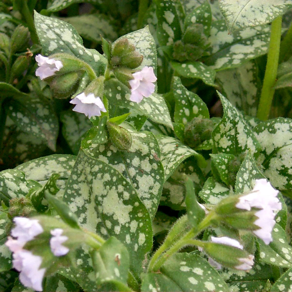 Noticias de Montaña