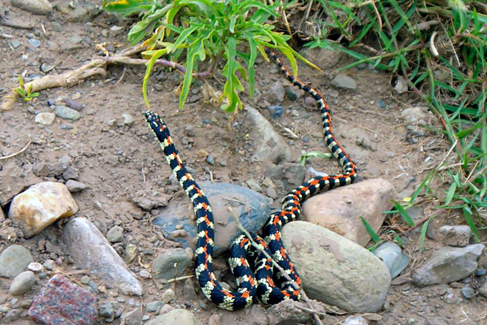 NOTA - El peligro de las serpientes en la montaña