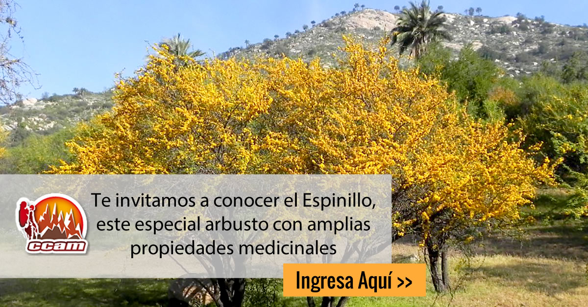 NOTA - El espinillo, este especial arbusto que posee amplias ...